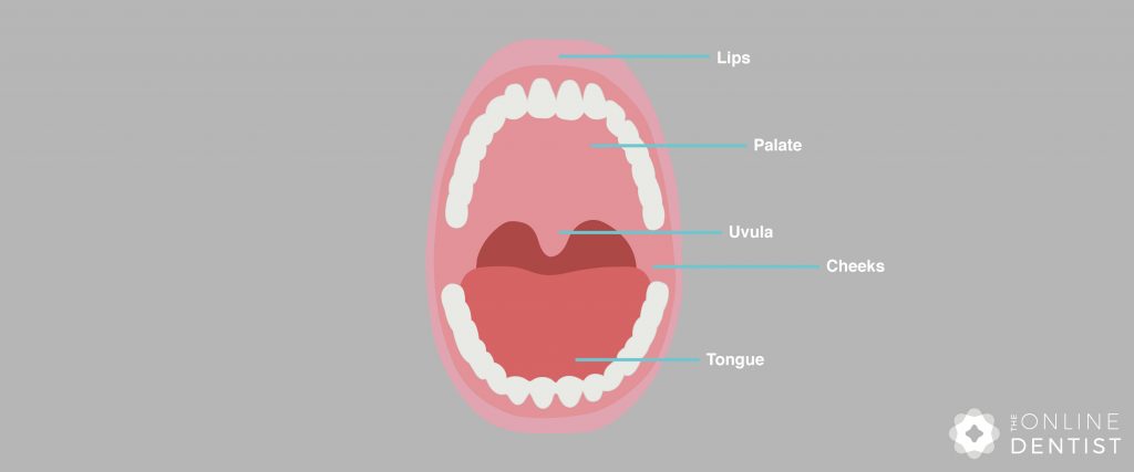 mouth-diagram – Online Dentist