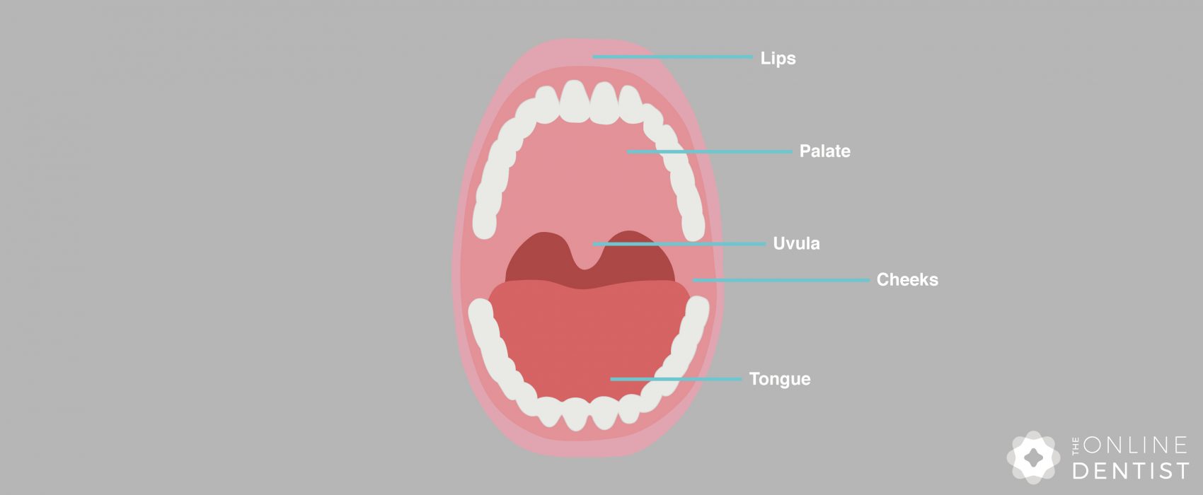 mouth-diagram – Online Dentist