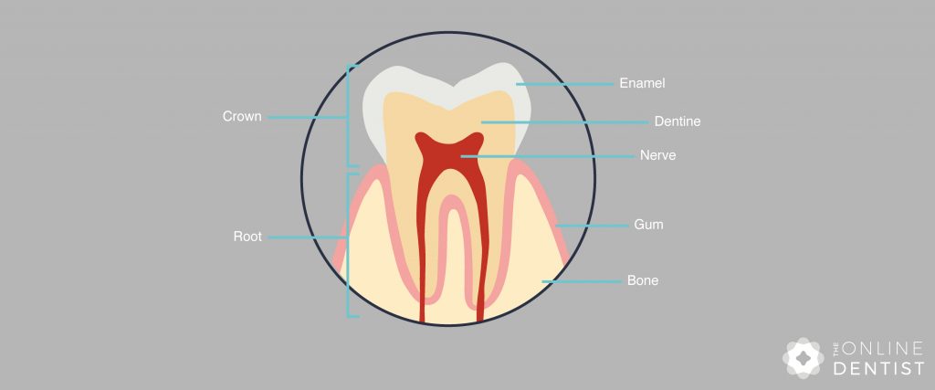 tooth-anatomy-diagram – Online Dentist
