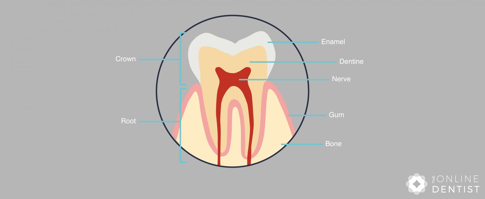 tooth-anatomy-diagram – Online Dentist