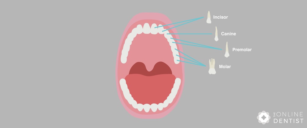 teeth-position – Online Dentist
